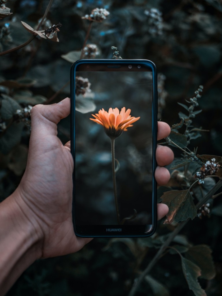 25 Tendances Pour Best Free Plant Identification App 2020 Iphone