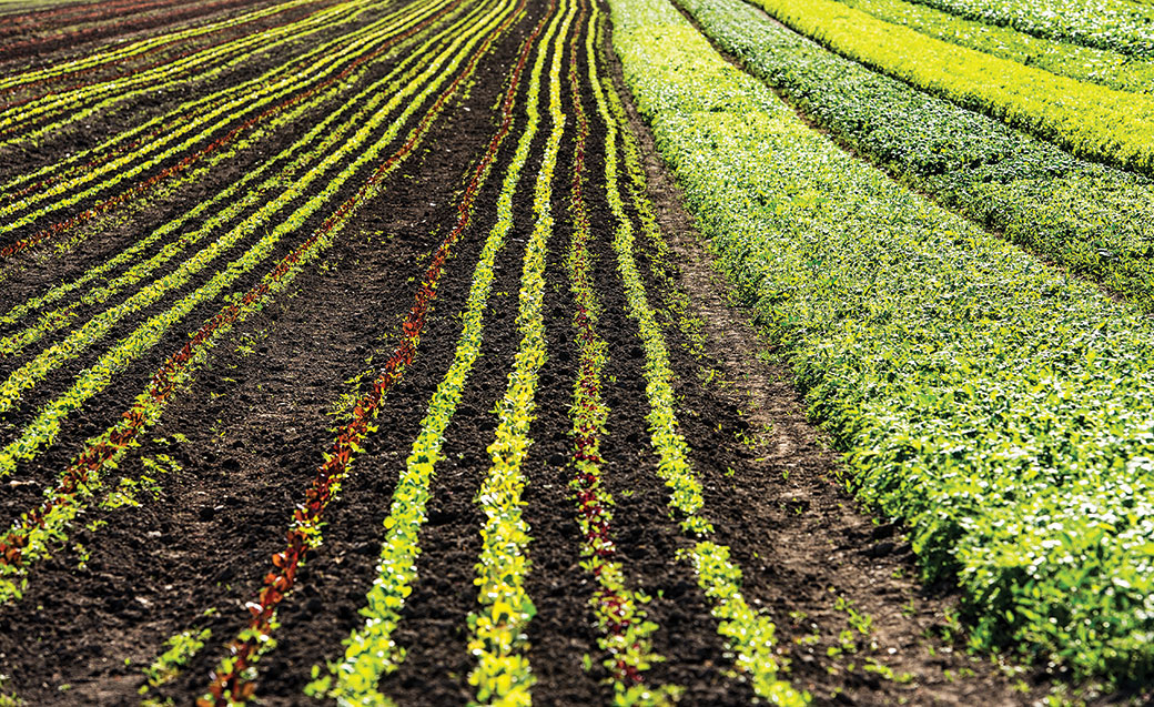 The Gourmet Roots of Star Route Farm - Marin Magazine