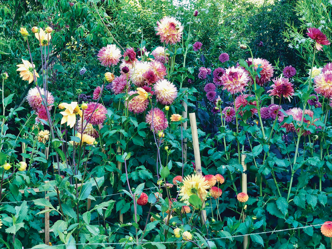 6 Tips for a Greener Garden - Marin Magazine