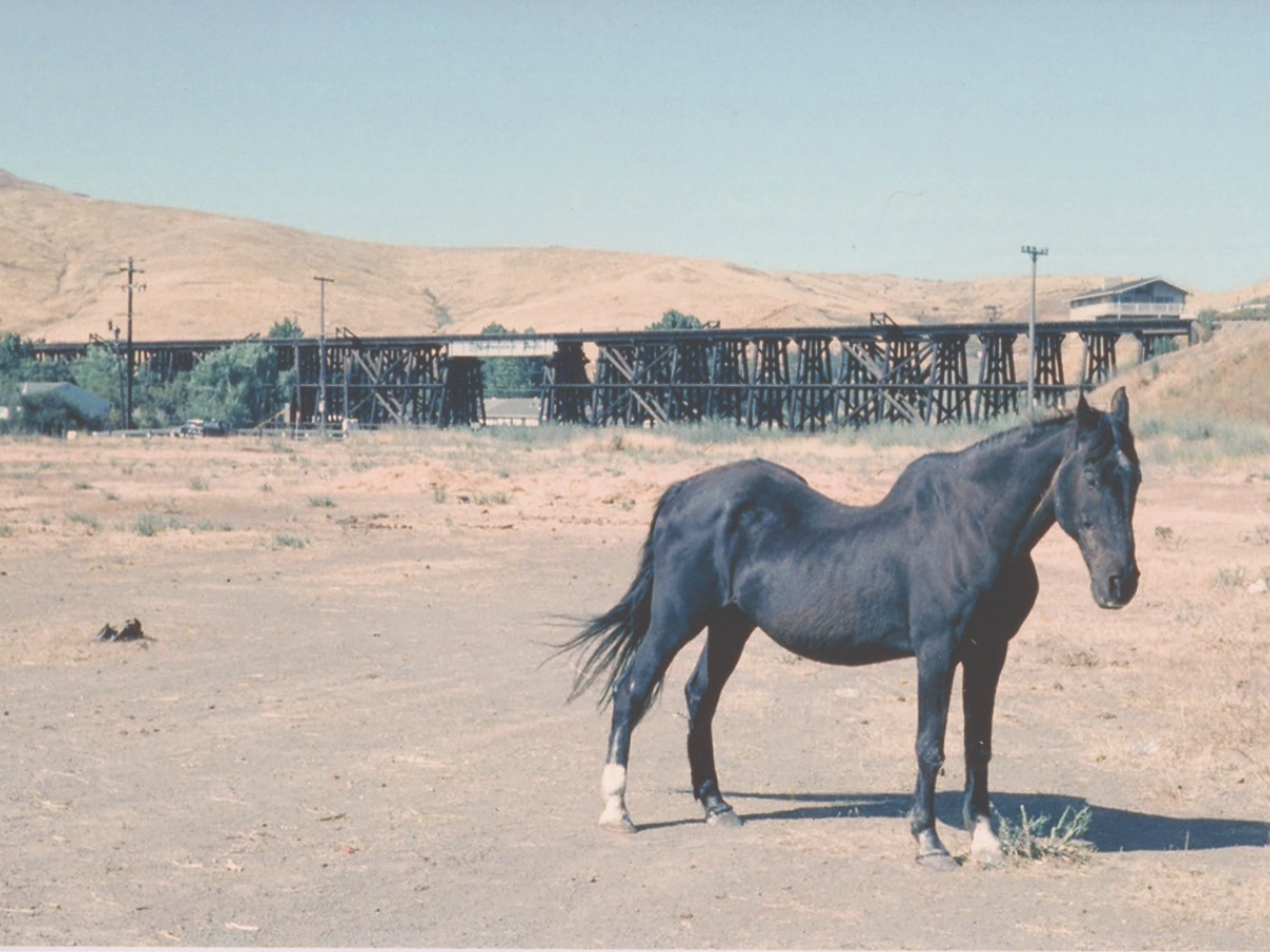 The Truth About Blackie, the Horse Behind Blackie’s Pasture - Marin ...