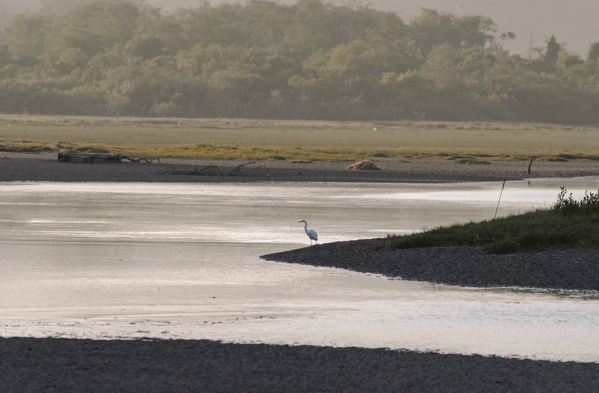 Marin’s Islands Offer Insight on Local History and Wildlife - Marin ...