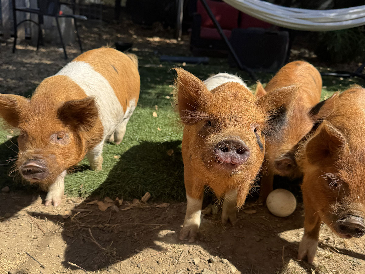 Oink, Oink, Hooray! Marin Rescue Pigs Is Making a Difference, One Pig ...