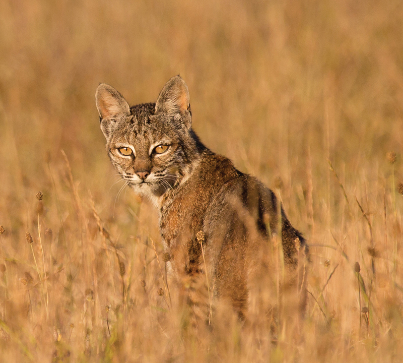 A Glimpse into Marin's Wild Life - Marin Magazine